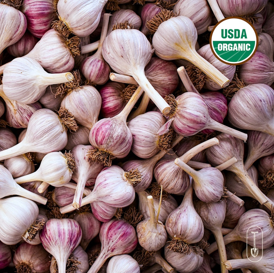 Chesnok Red Culinary Garlic – Certified Organic | The Boreal Farm