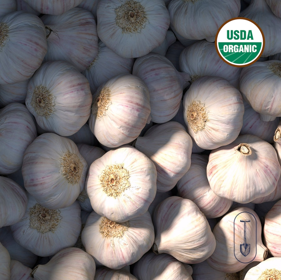 Romanian Red Culinary Garlic – Certified Organic | The Boreal Farm